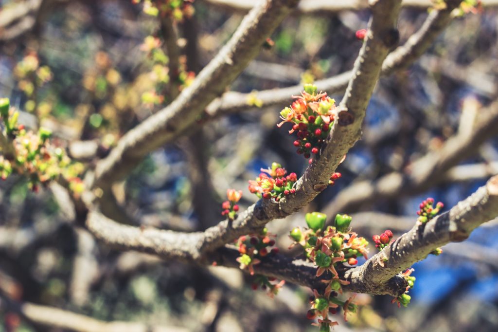 The “jocote” is flowering again. – Escuela Caracol